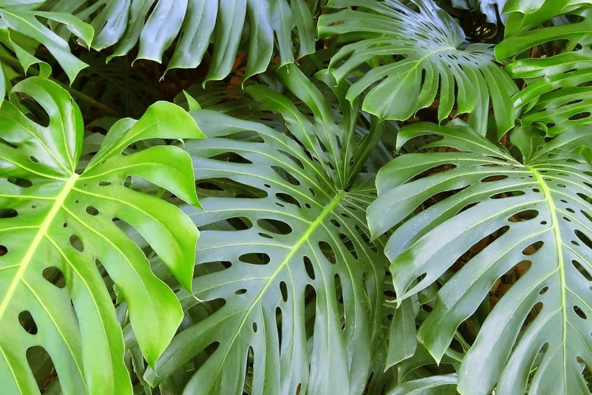 Monstera Cuidados: Guía Completa para Cuidados de la Monstera