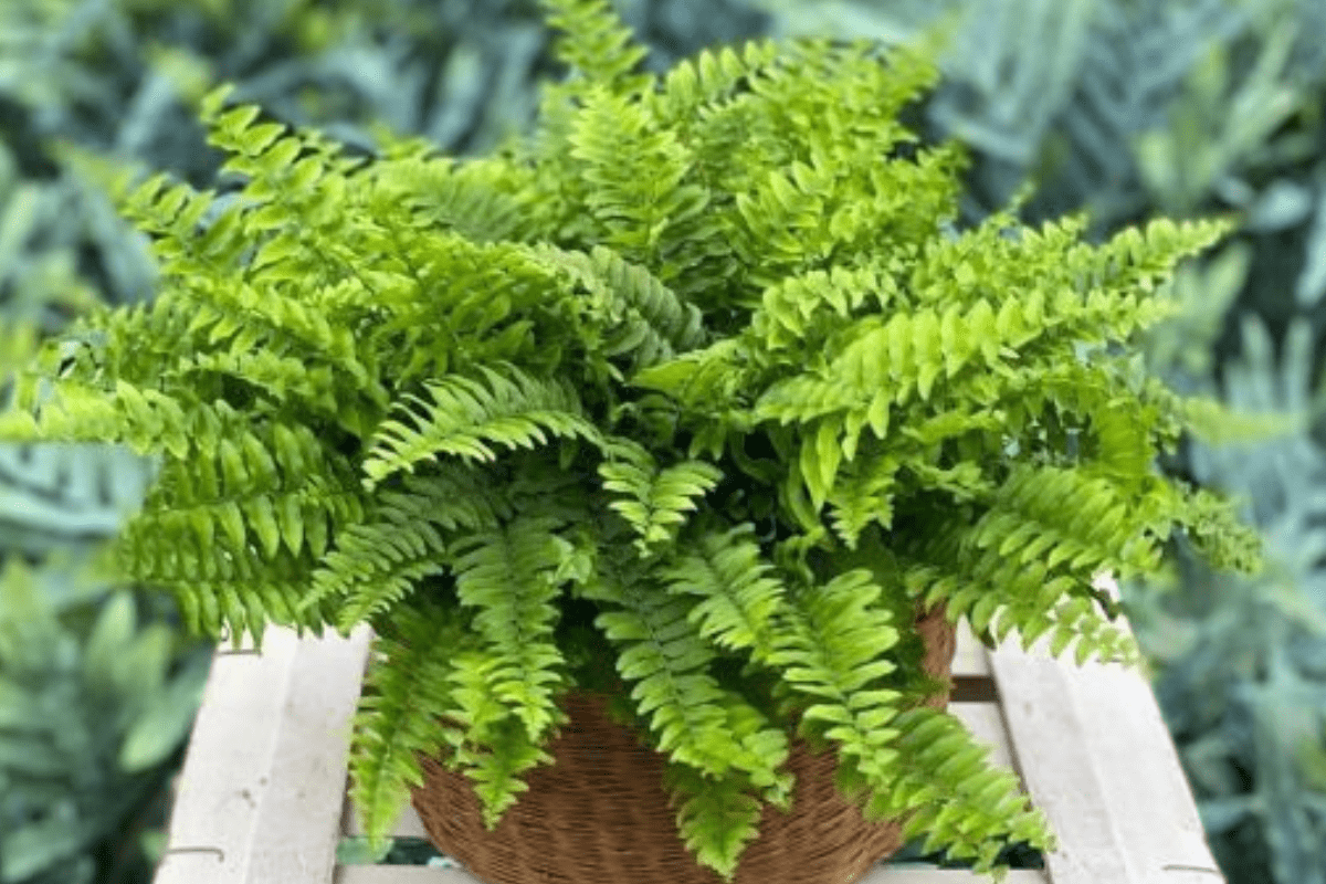 Cómo cuidar el helecho en casa y la forma correcta